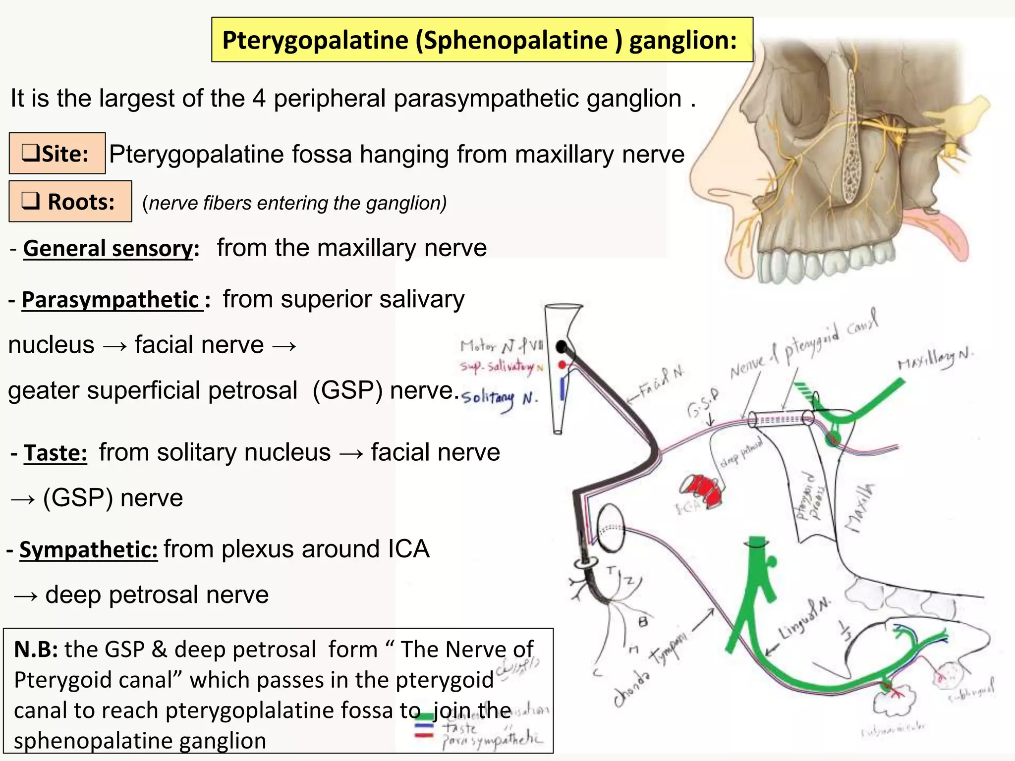 Lecture 5 (The maxillary nerve and pterygopalatine ganglion) | PPTX