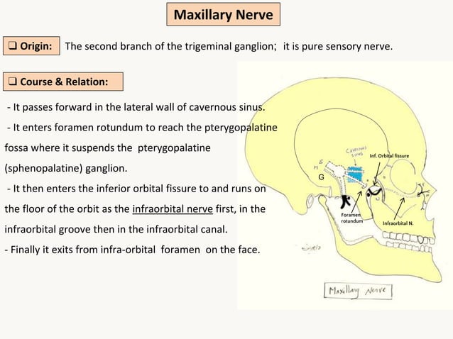 Lecture 5 (The maxillary nerve and pterygopalatine ganglion) | PPTX | Ear, Nose and Throat ...