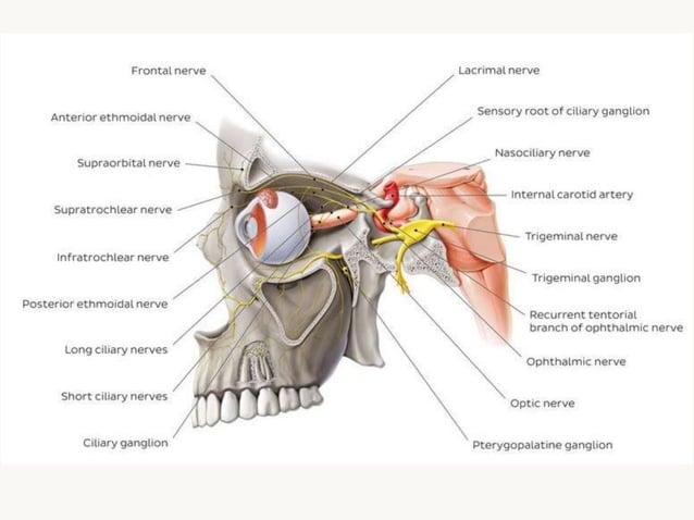 Lecture 5 (The maxillary nerve and pterygopalatine ganglion) | PPTX | Ear, Nose and Throat ...