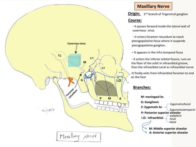 Lecture 5 (The maxillary nerve and pterygopalatine ganglion) | PPTX | Ear, Nose and Throat ...