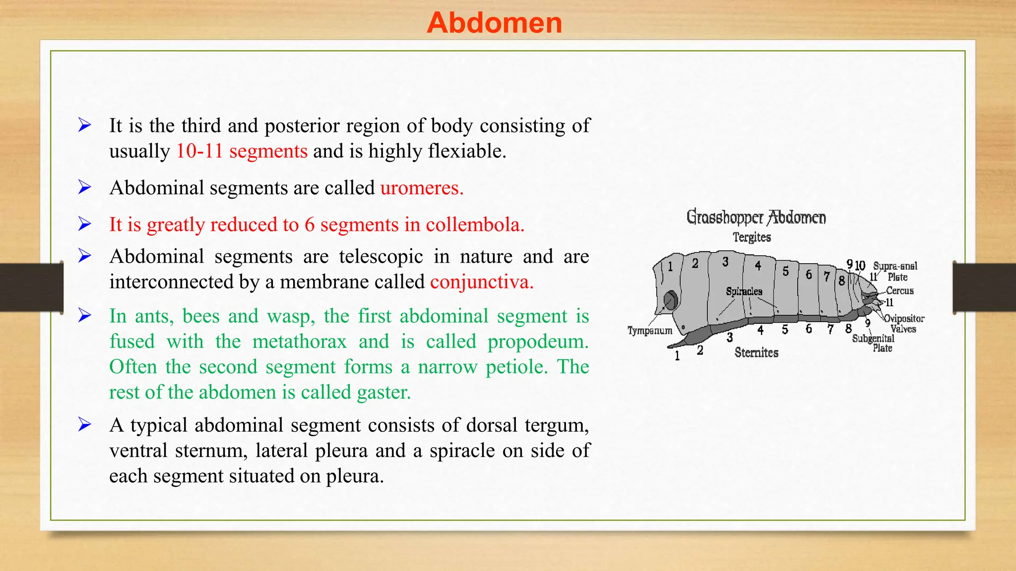 Insect body segmentation , all about the parts of insect body , body ...