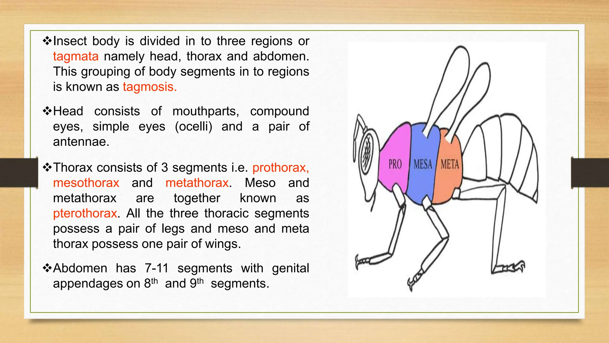 Insect body segmentation , all about the parts of insect body , body ...