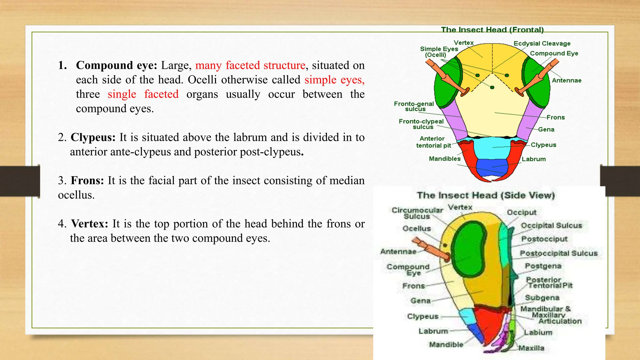 Insect body segmentation , all about the parts of insect body , body ...