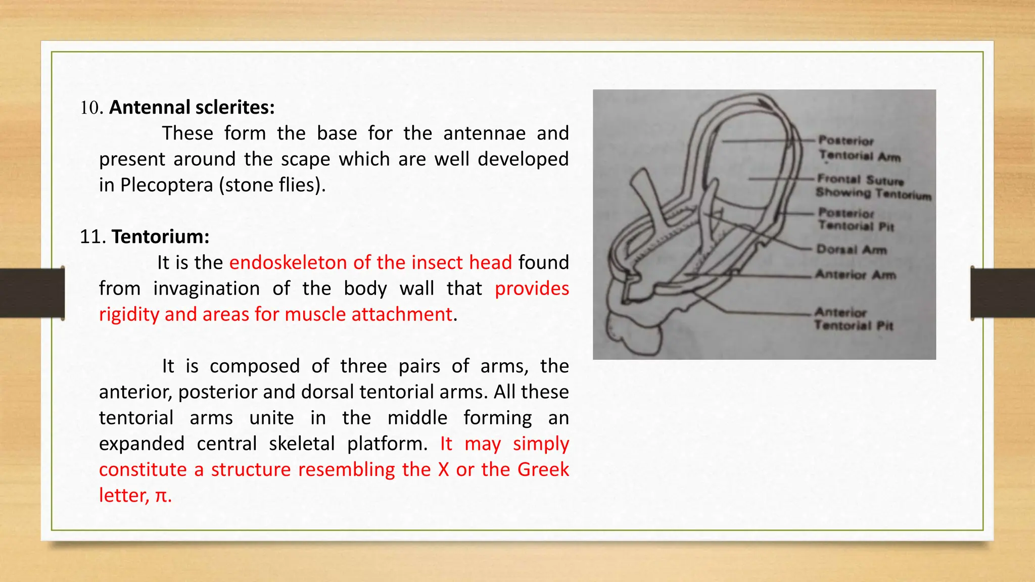 Insect body segmentation , all about the parts of insect body , body ...