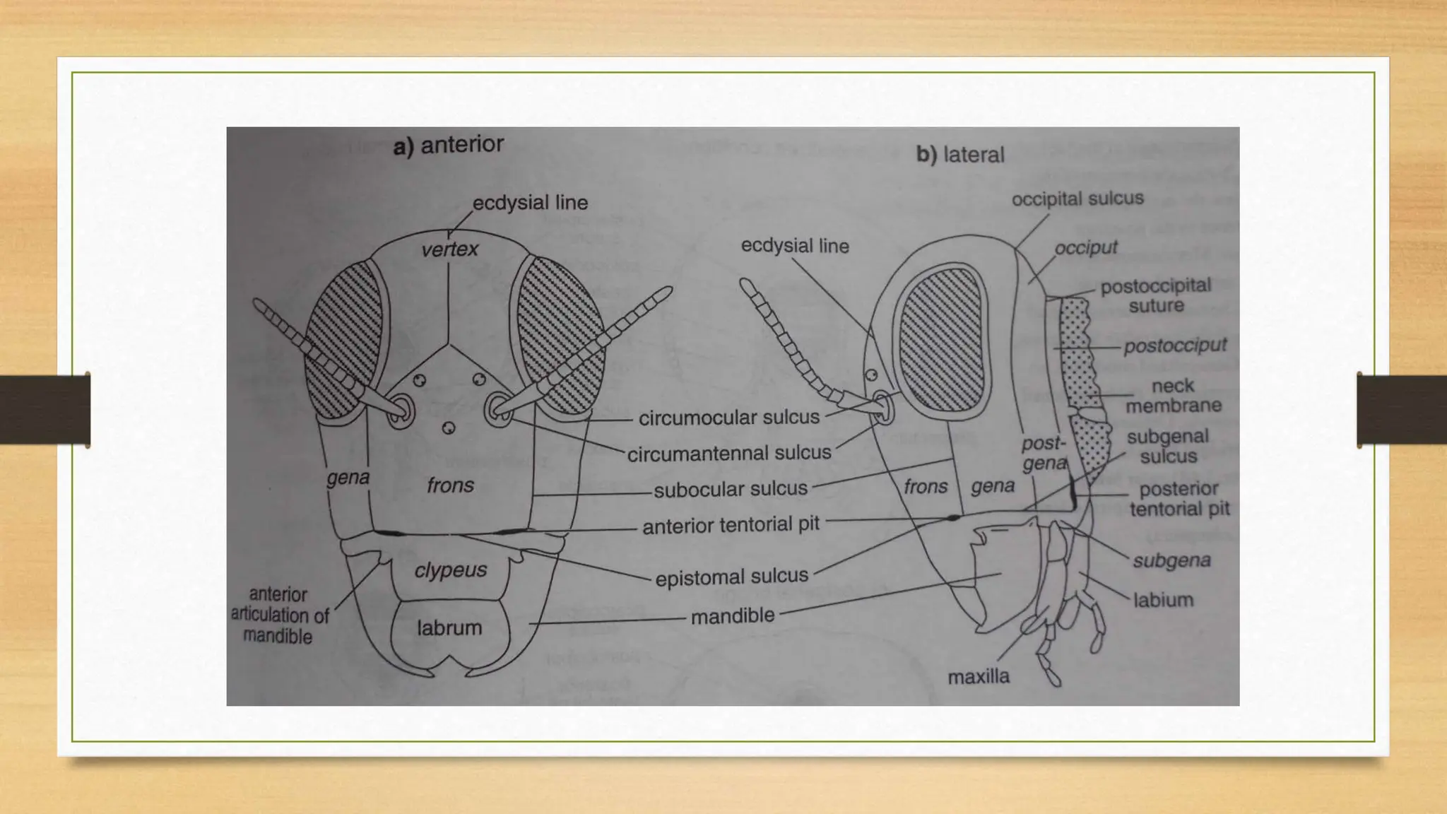 Insect body segmentation , all about the parts of insect body , body ...