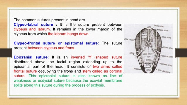 Insect body segmentation , all about the parts of insect body , body ...