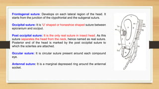 Insect body segmentation , all about the parts of insect body , body ...