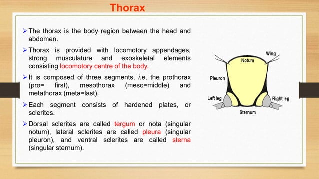 Insect body segmentation , all about the parts of insect body , body ...
