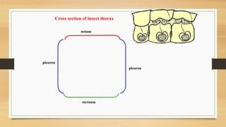 Insect body segmentation , all about the parts of insect body , body ...