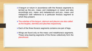 Insect body segmentation , all about the parts of insect body , body ...