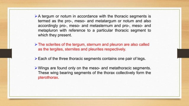 Insect body segmentation , all about the parts of insect body , body ...