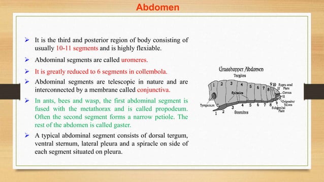 Insect body segmentation , all about the parts of insect body , body ...