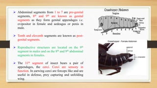 Insect body segmentation , all about the parts of insect body , body ...