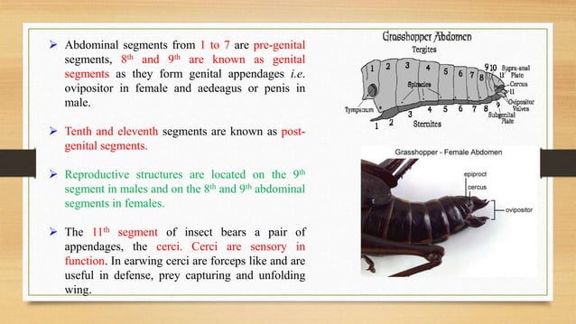 Insect body segmentation , all about the parts of insect body , body ...