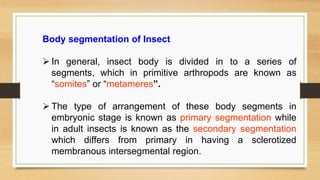 Insect body segmentation , all about the parts of insect body , body ...