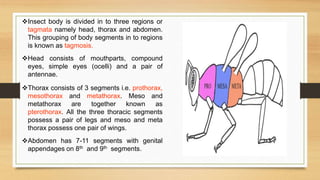 Insect body segmentation , all about the parts of insect body , body ...