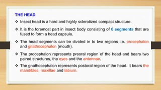 Insect body segmentation , all about the parts of insect body , body ...