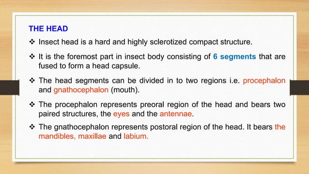 Insect body segmentation , all about the parts of insect body , body ...