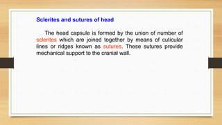Insect body segmentation , all about the parts of insect body , body ...