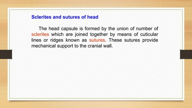 Insect body segmentation , all about the parts of insect body , body ...
