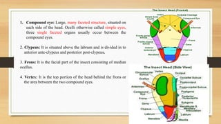 Insect body segmentation , all about the parts of insect body , body ...