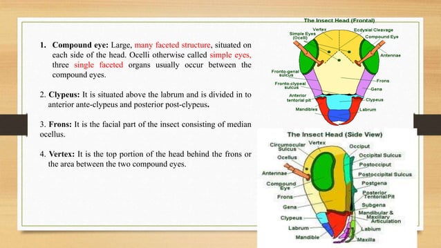 Insect body segmentation , all about the parts of insect body , body ...