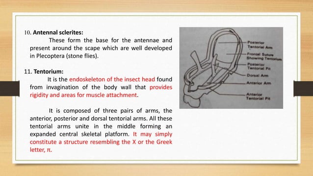 Insect body segmentation , all about the parts of insect body , body ...