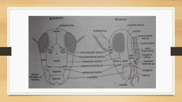 Insect body segmentation , all about the parts of insect body , body ...