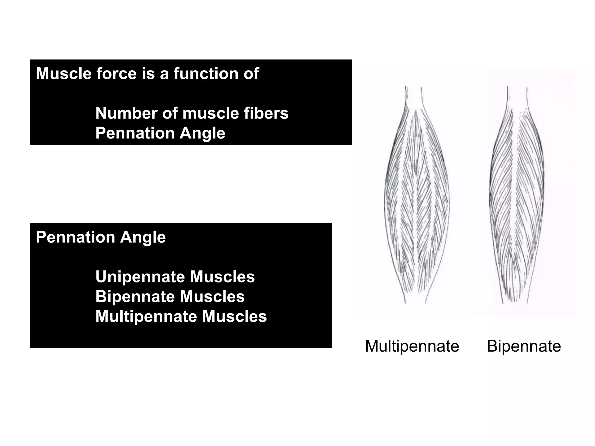 Myology: The Study of Muscles (Anatomy: 1st Semester Lecture 5) | PPT