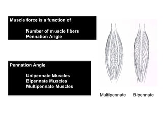 Myology: The Study of Muscles (Anatomy: 1st Semester Lecture 5) | PPT