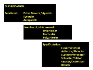 Myology: The Study of Muscles (Anatomy: 1st Semester Lecture 5) | PPT