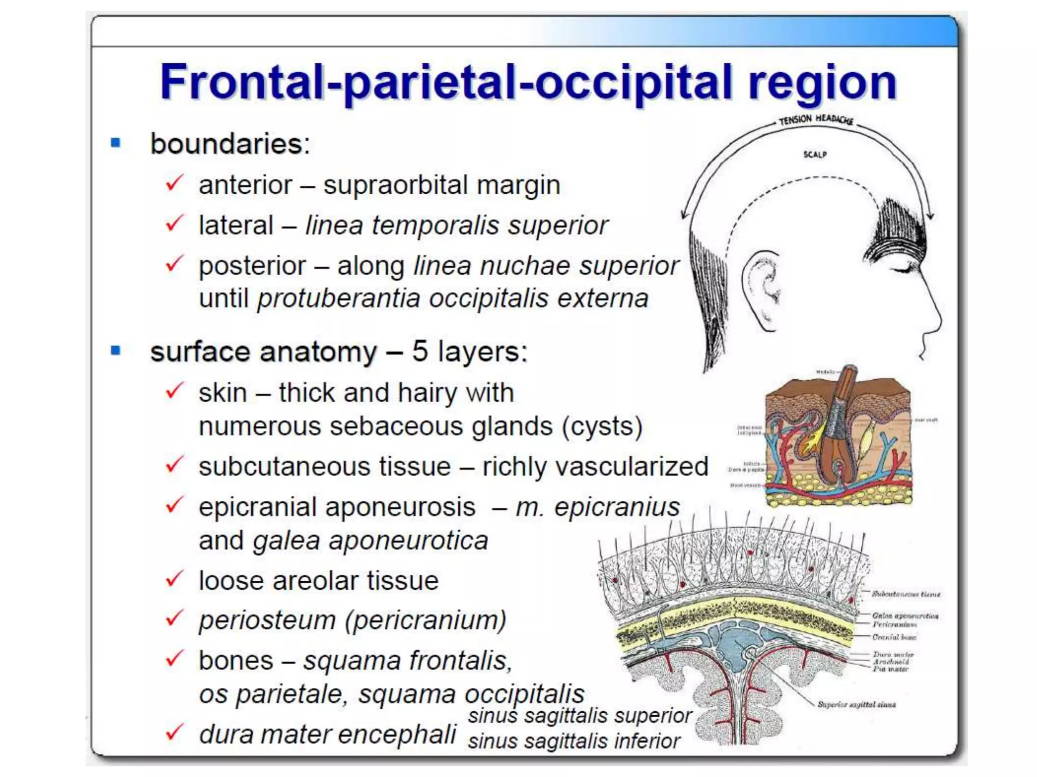 Lecture 5 OSTA head.ppt