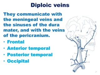 Lecture 5 OSTA head.ppt