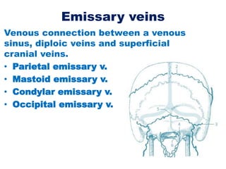 Lecture 5 OSTA head.ppt