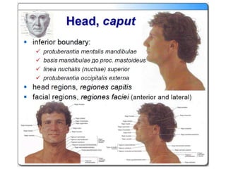 Lecture 5 OSTA head.ppt