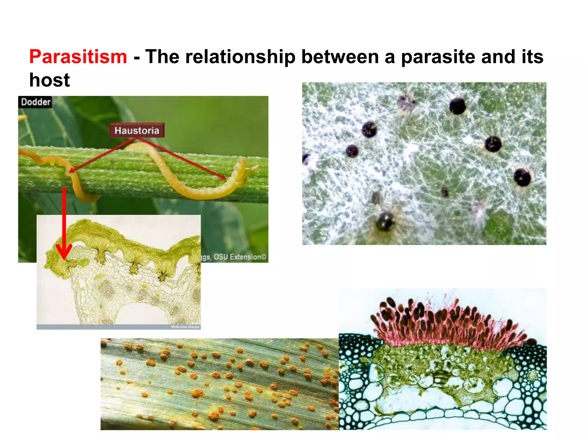Lecture 5 Parasitism.pptx