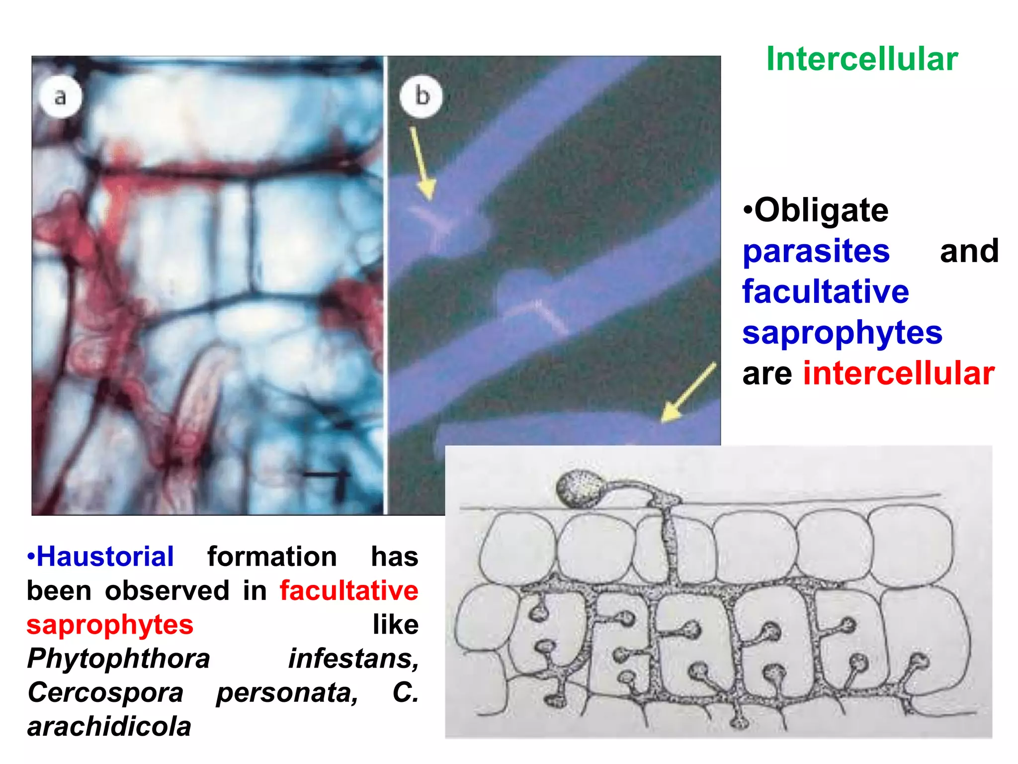 Lecture 5 Parasitism.pptx