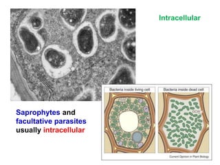 Lecture 5 Parasitism.pptx