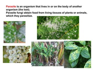 Lecture 5 Parasitism.pptx