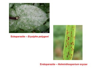 Lecture 5 Parasitism.pptx