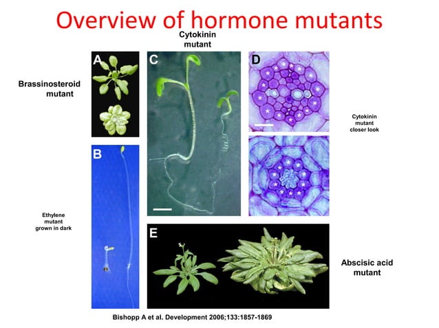 Lecture 5 plant hormones 2014 | PPT