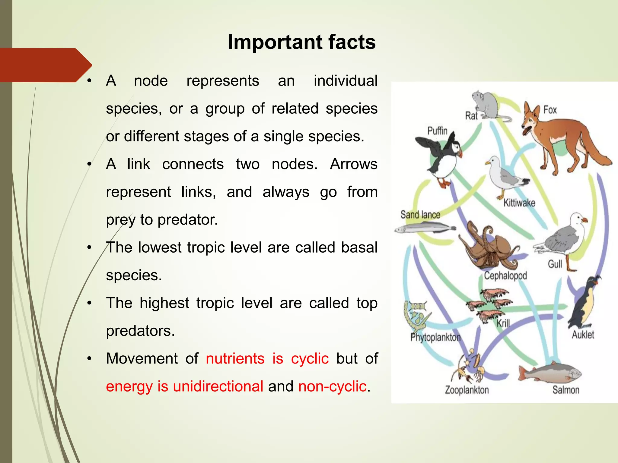 Lecture 5ppt Food chain, food web, ecological pyramids | PDF