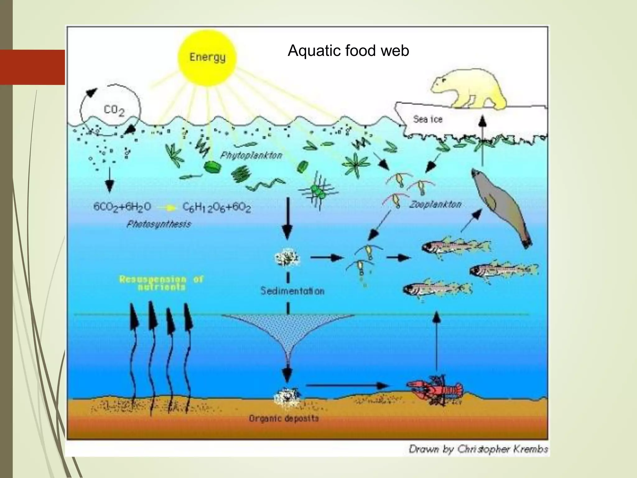 Lecture 5ppt Food chain, food web, ecological pyramids | PDF