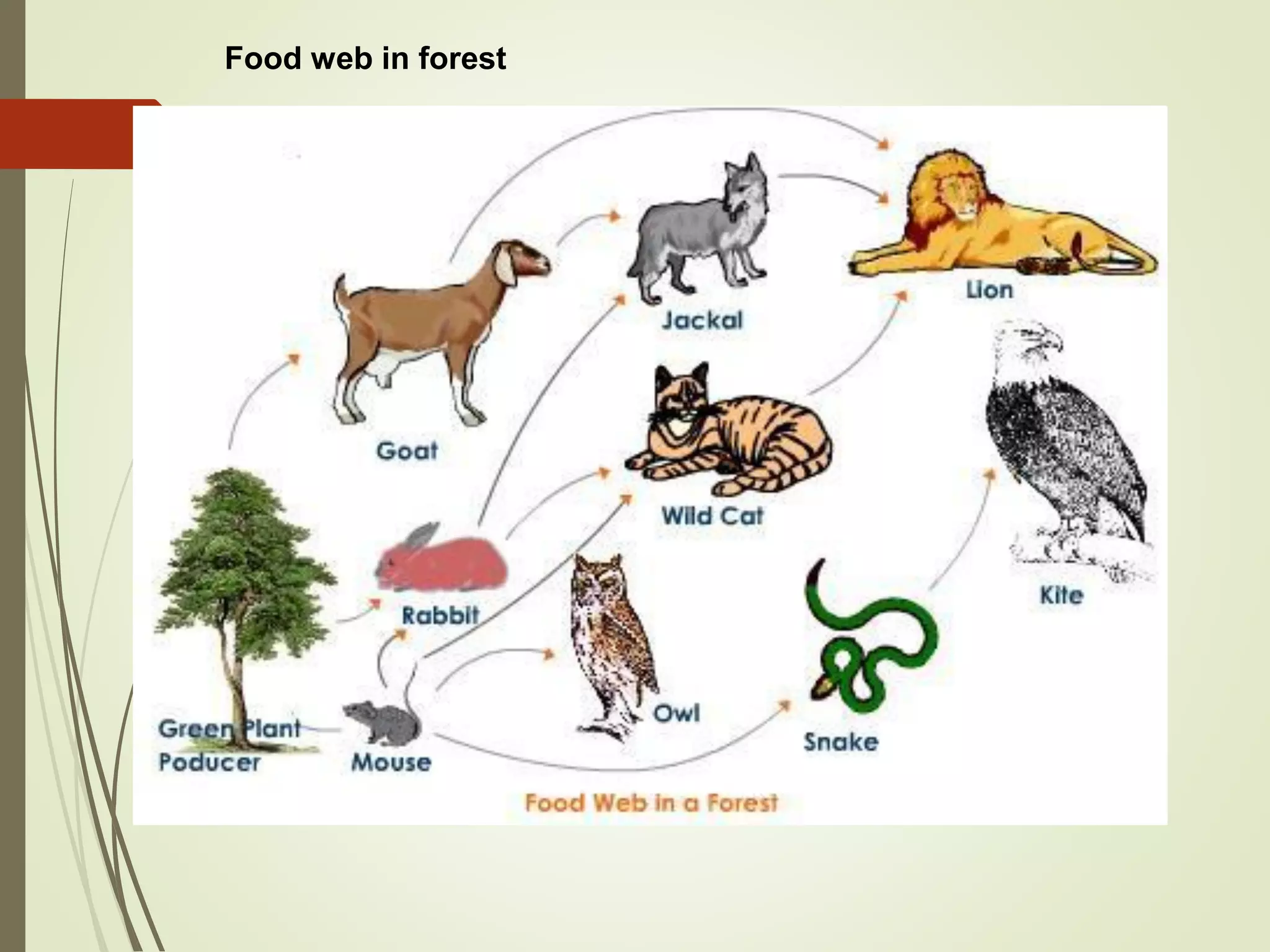 Lecture 5ppt Food chain, food web, ecological pyramids | PDF ...