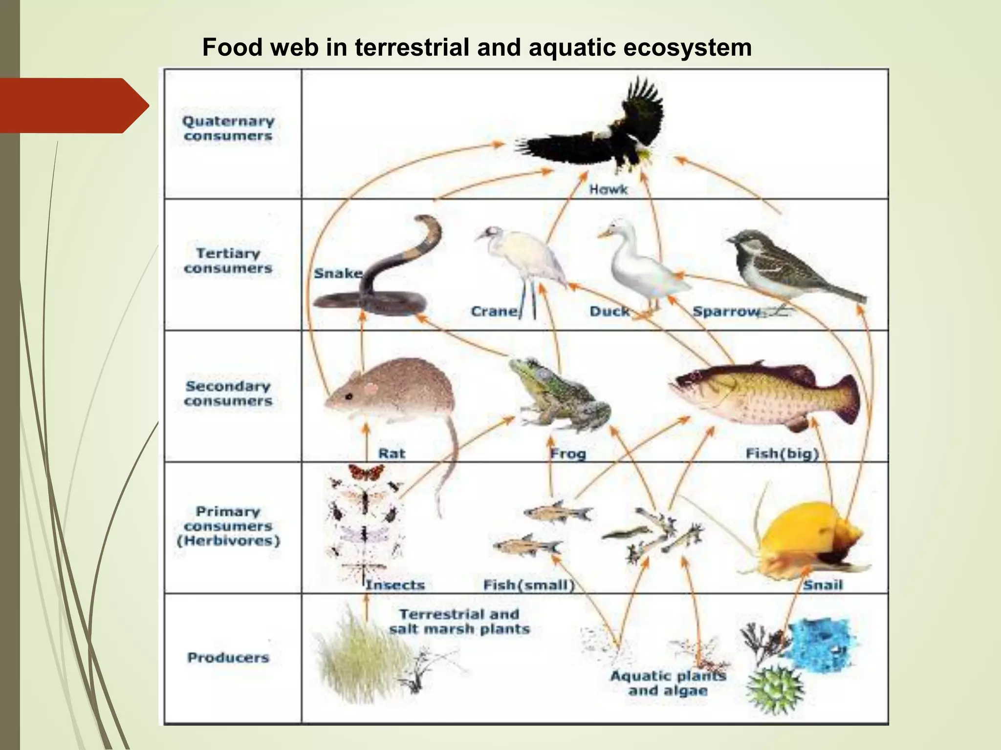 Lecture 5ppt Food chain, food web, ecological pyramids | PDF ...