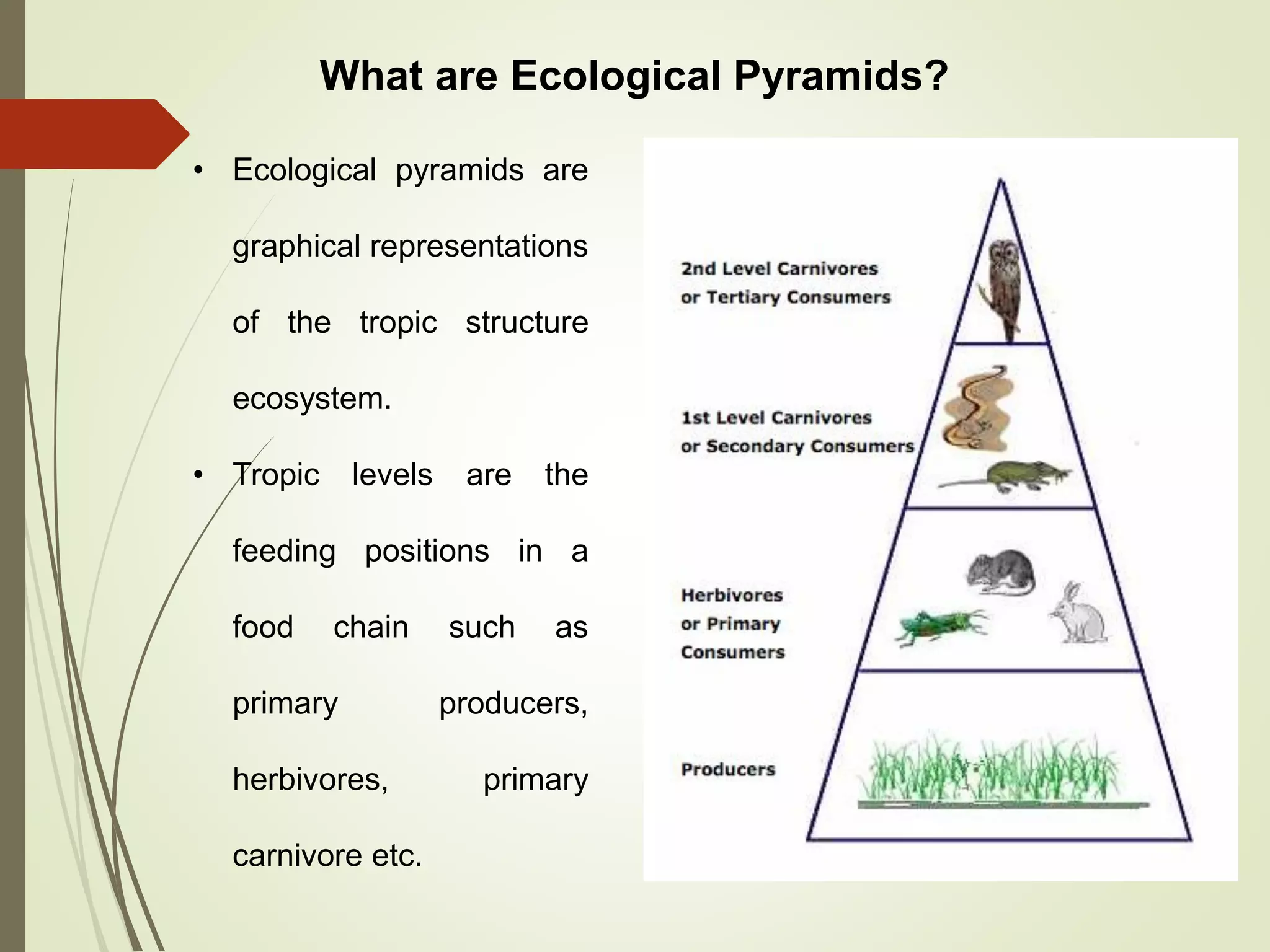 Lecture 5ppt Food chain, food web, ecological pyramids | PDF ...