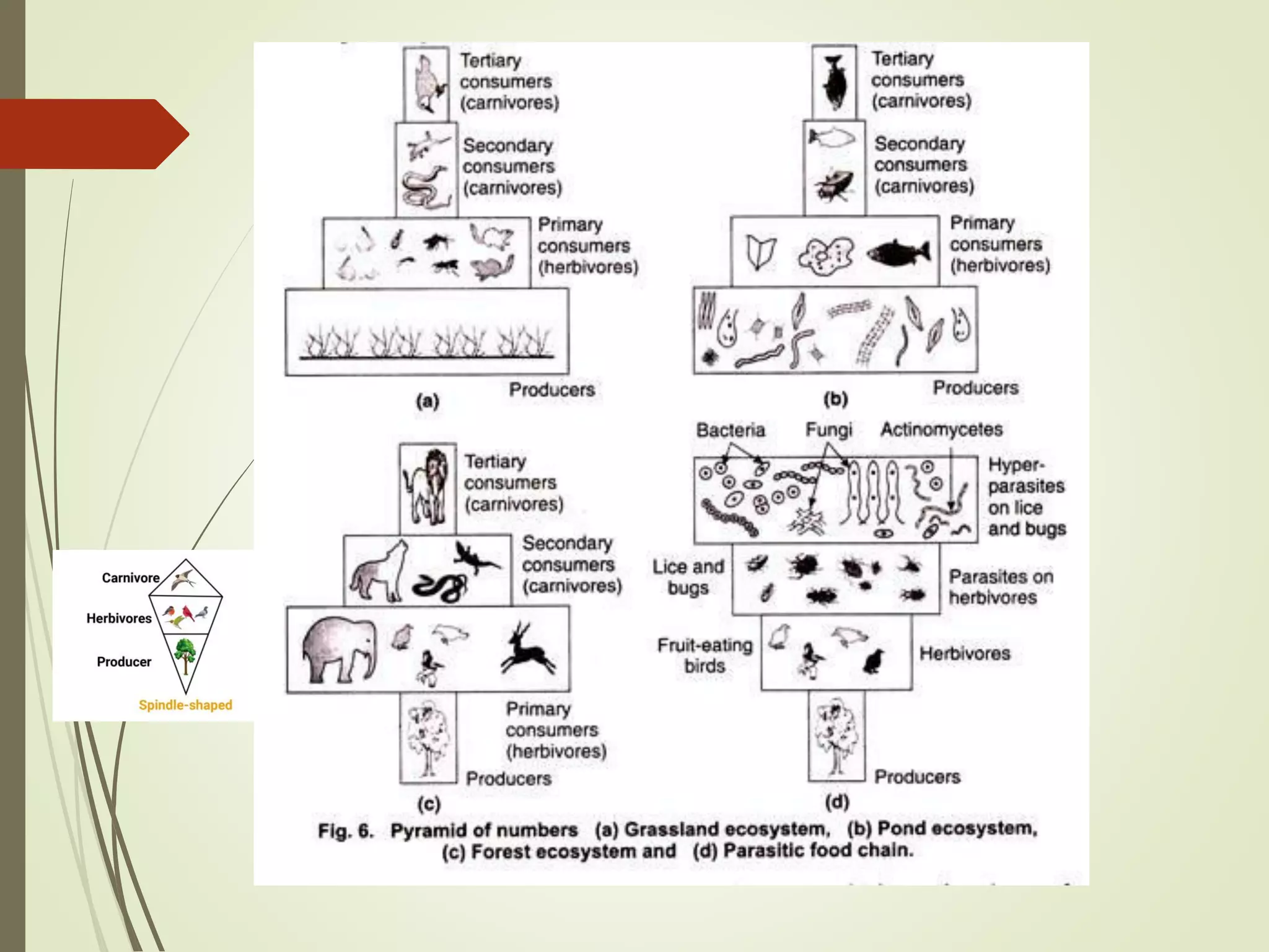 Lecture 5ppt Food chain, food web, ecological pyramids | PDF ...