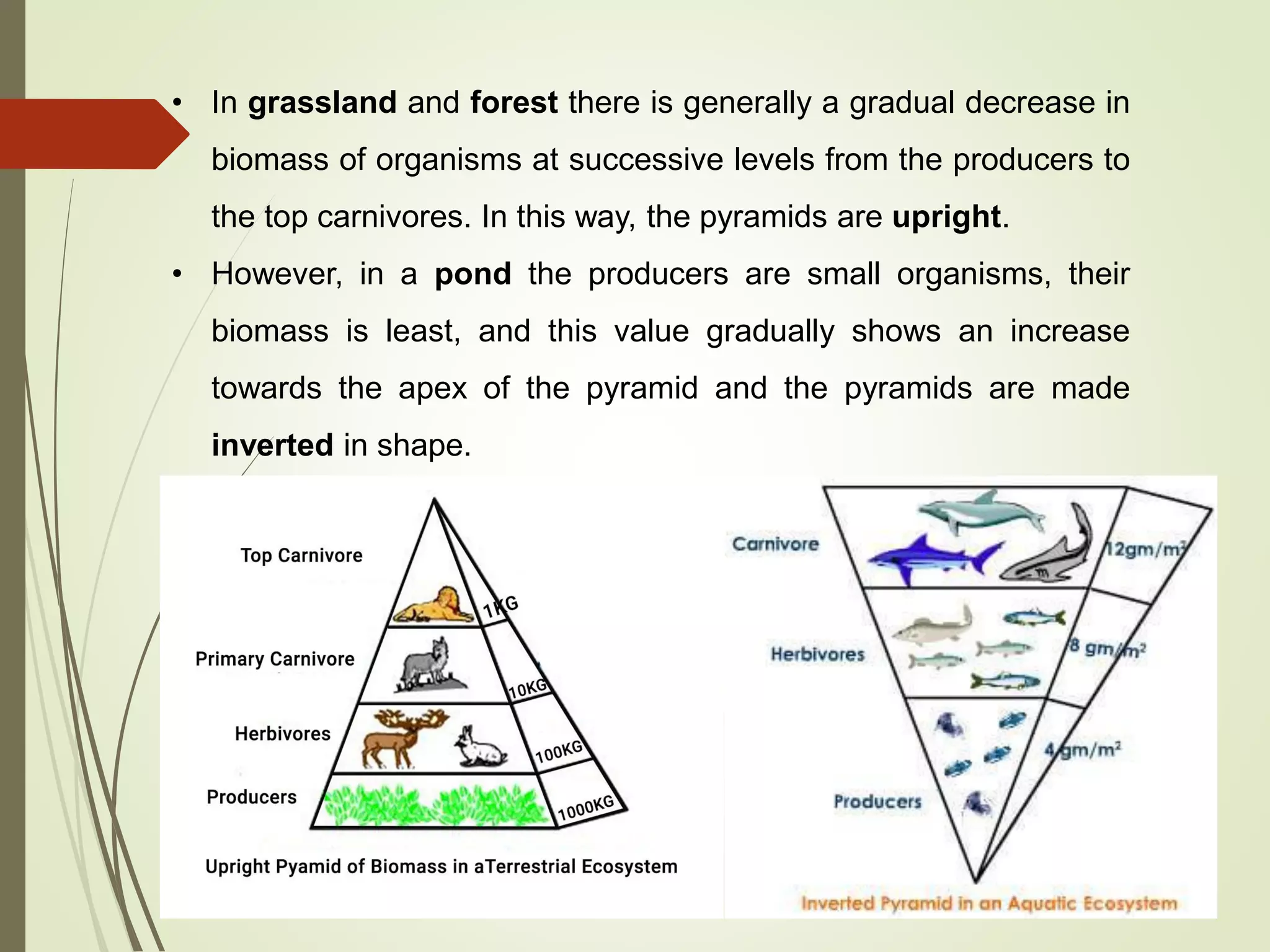 Lecture 5ppt Food chain, food web, ecological pyramids | PDF ...