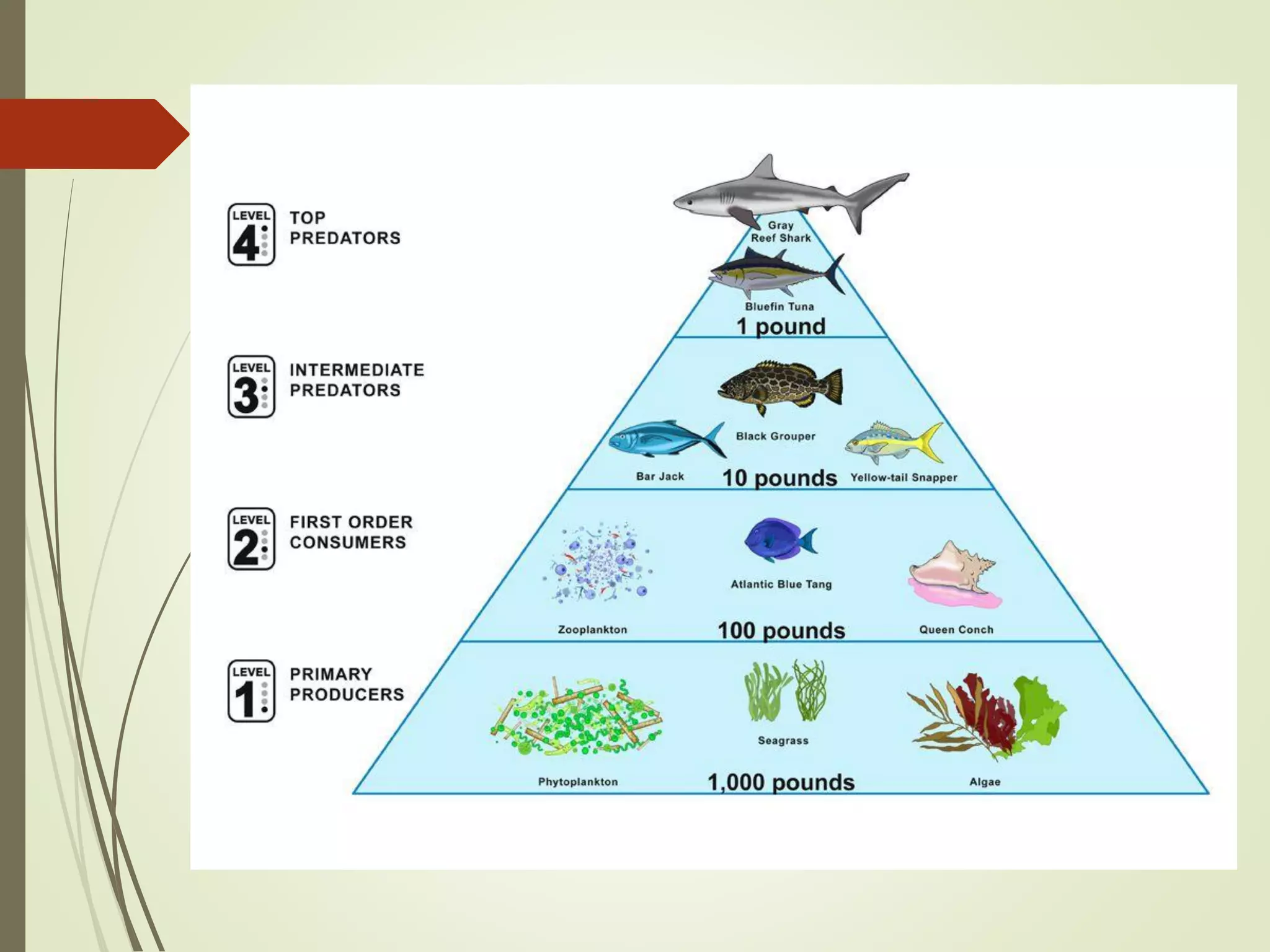 Lecture 5ppt Food chain, food web, ecological pyramids | PDF ...
