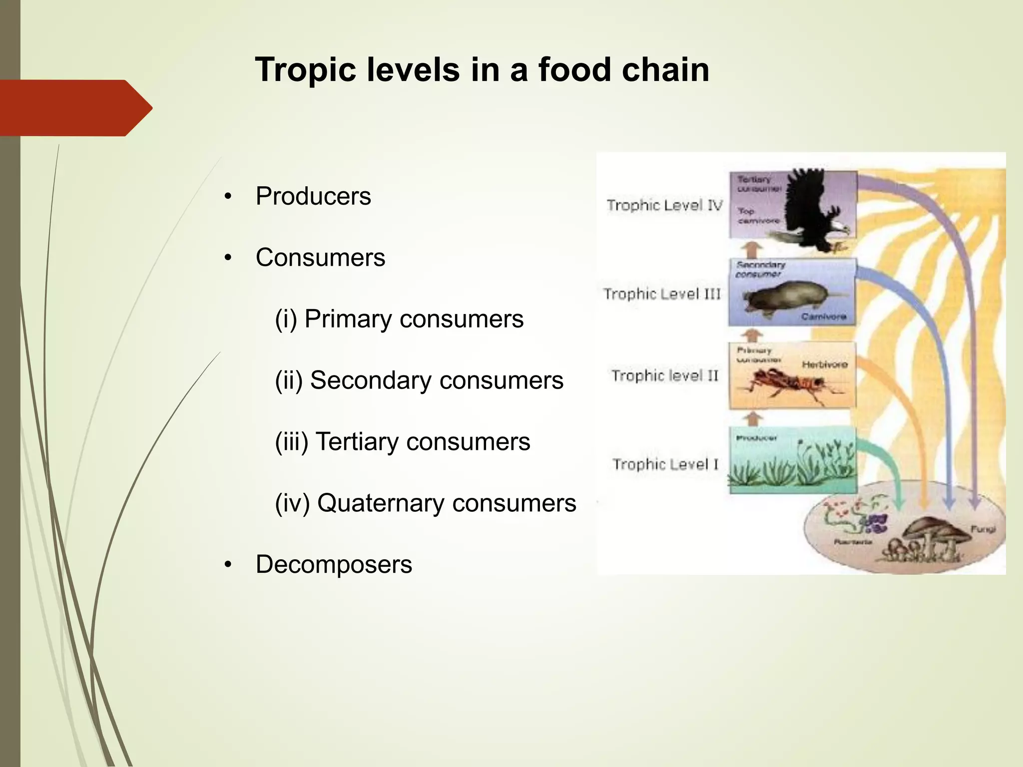 Lecture 5ppt Food chain, food web, ecological pyramids | PDF